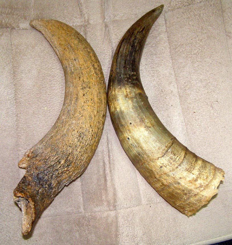 Bison Horn? - Fossil ID - The Fossil Forum