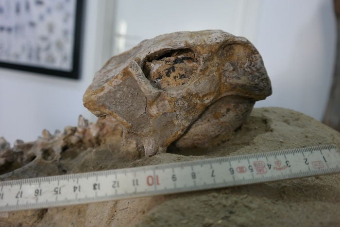Psittacosaurus - Is It Real? How to Recognize Fossil Fabrications - The ...