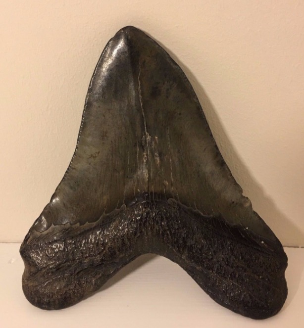 Genuine Meg tooth? - Is It Real? How to Recognize Fossil Fabrications ...