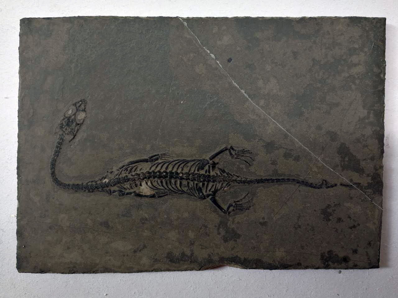 Thoughts on my keichousaurus - Is It Real? How to Recognize Fossil ...