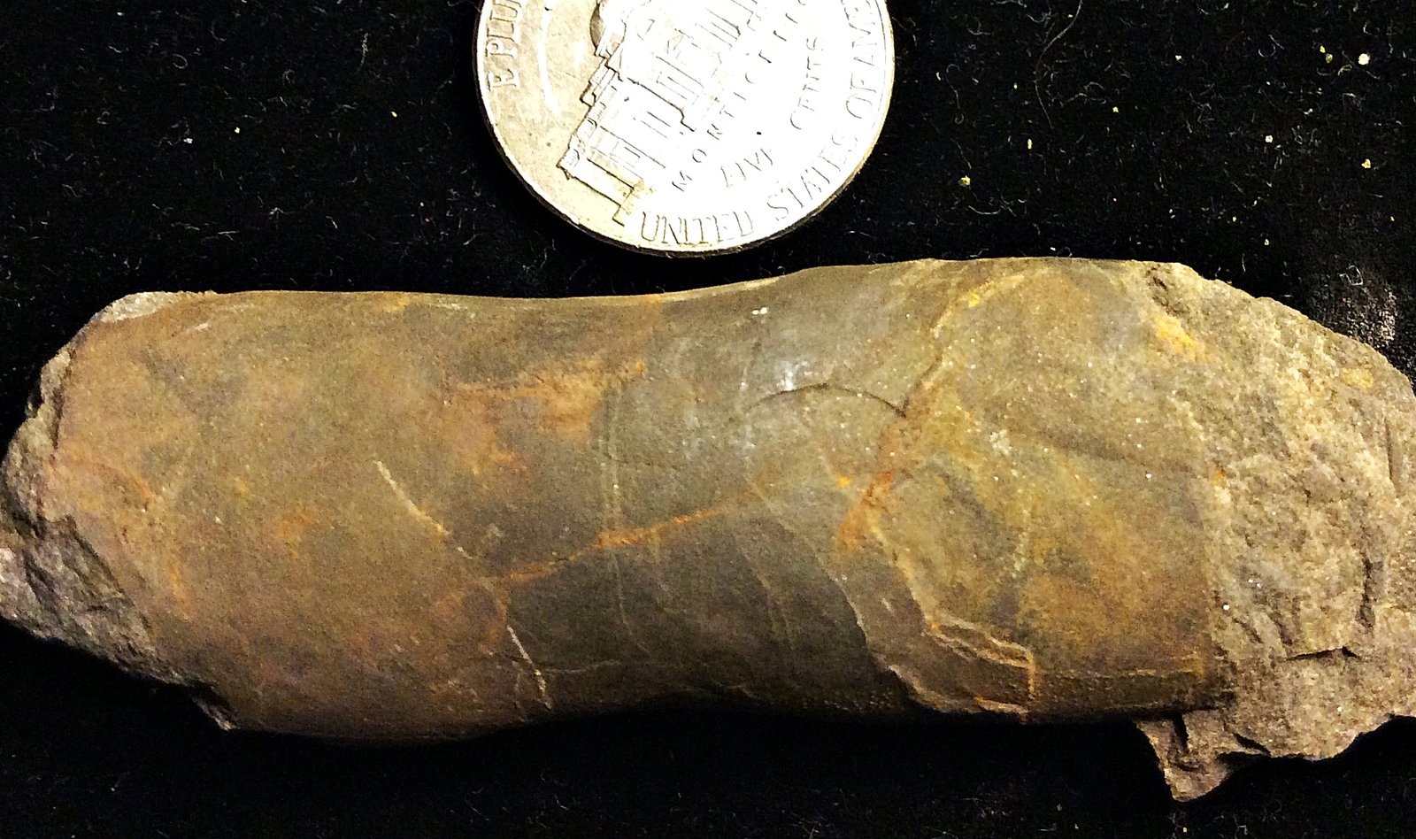 Devonian Nautiloid Fragment from Madison Co., NY. - Member Collections ...