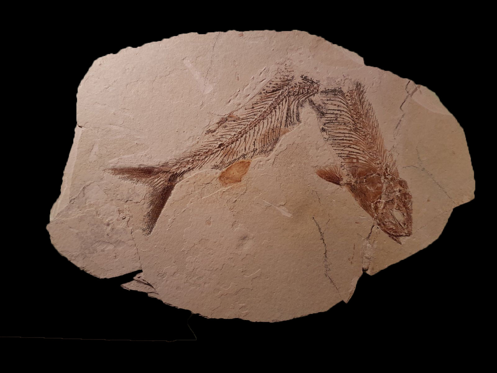Allothrissops salmoneus Blainville, 1818 - Member Collections - The ...