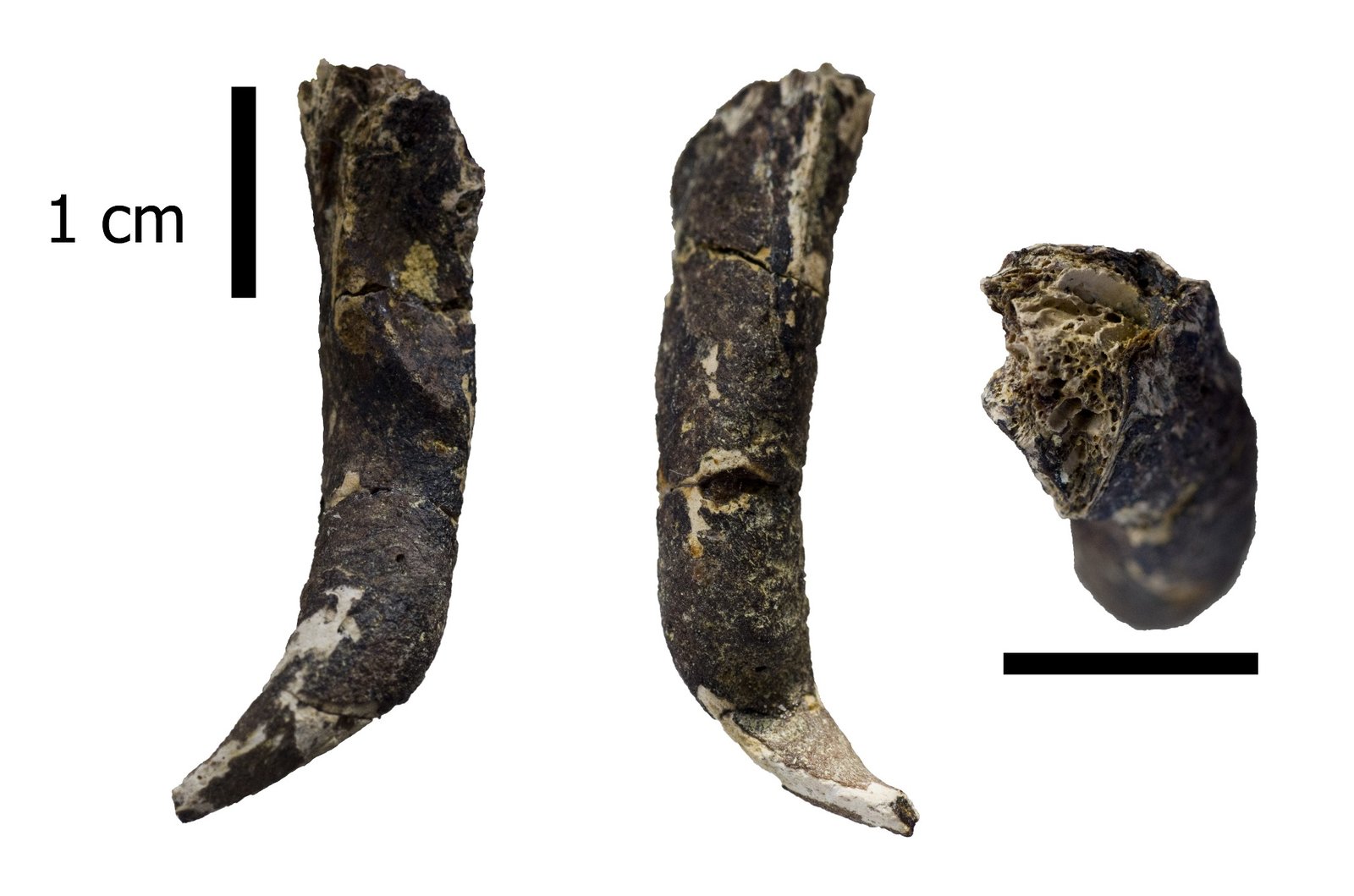 Bone unidentified - Member Collections - The Fossil Forum