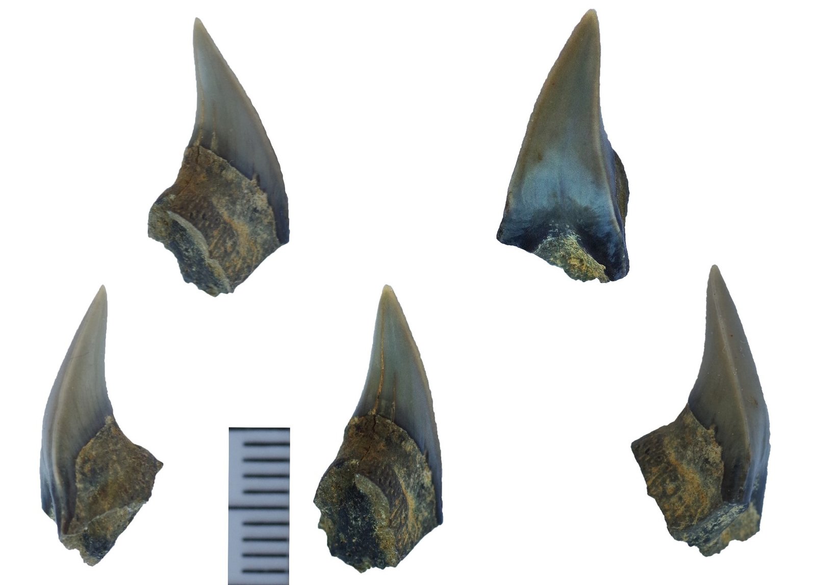 Paraisurus - Member Collections - The Fossil Forum