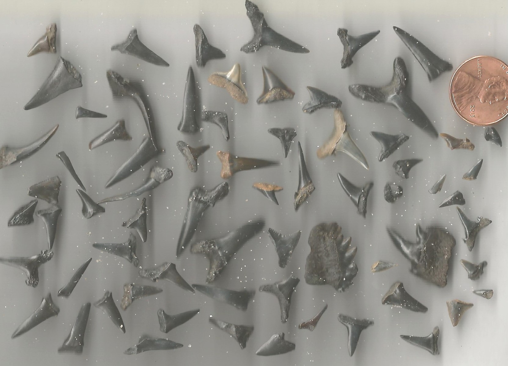 back in Virginia - Fossil Hunting Trips - The Fossil Forum