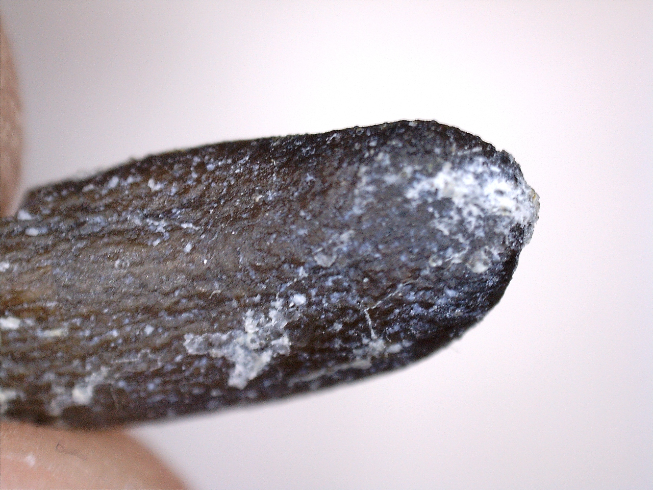 Baby Diplodocus Tooth - Member Collections - The Fossil Forum