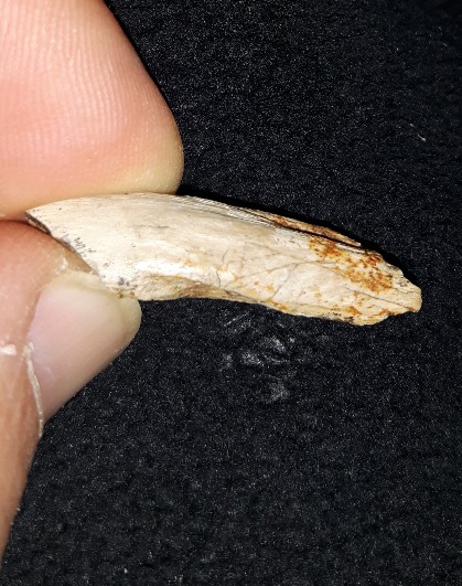 Unknown small partial claw? Or bone fragment? - Fossil ID - The Fossil ...
