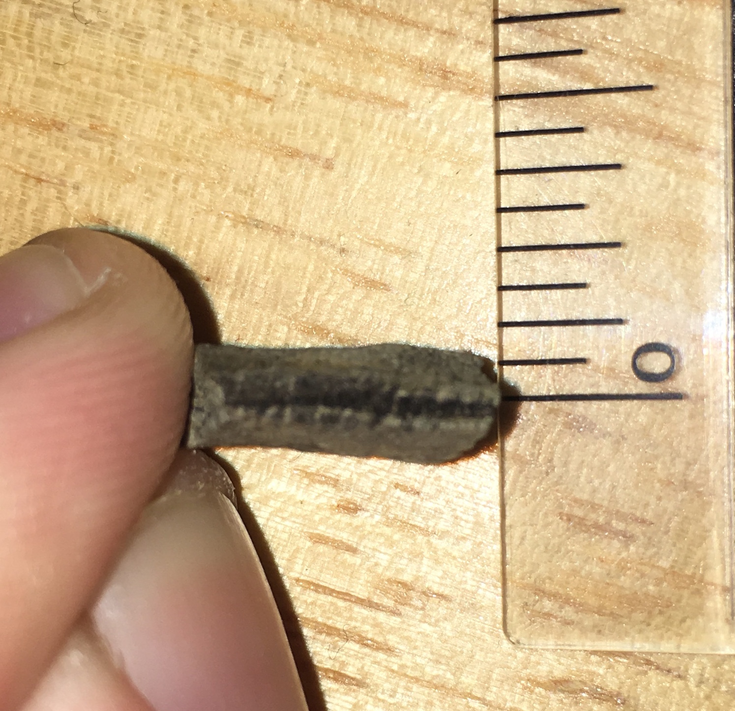 conularid? - Fossil ID - The Fossil Forum
