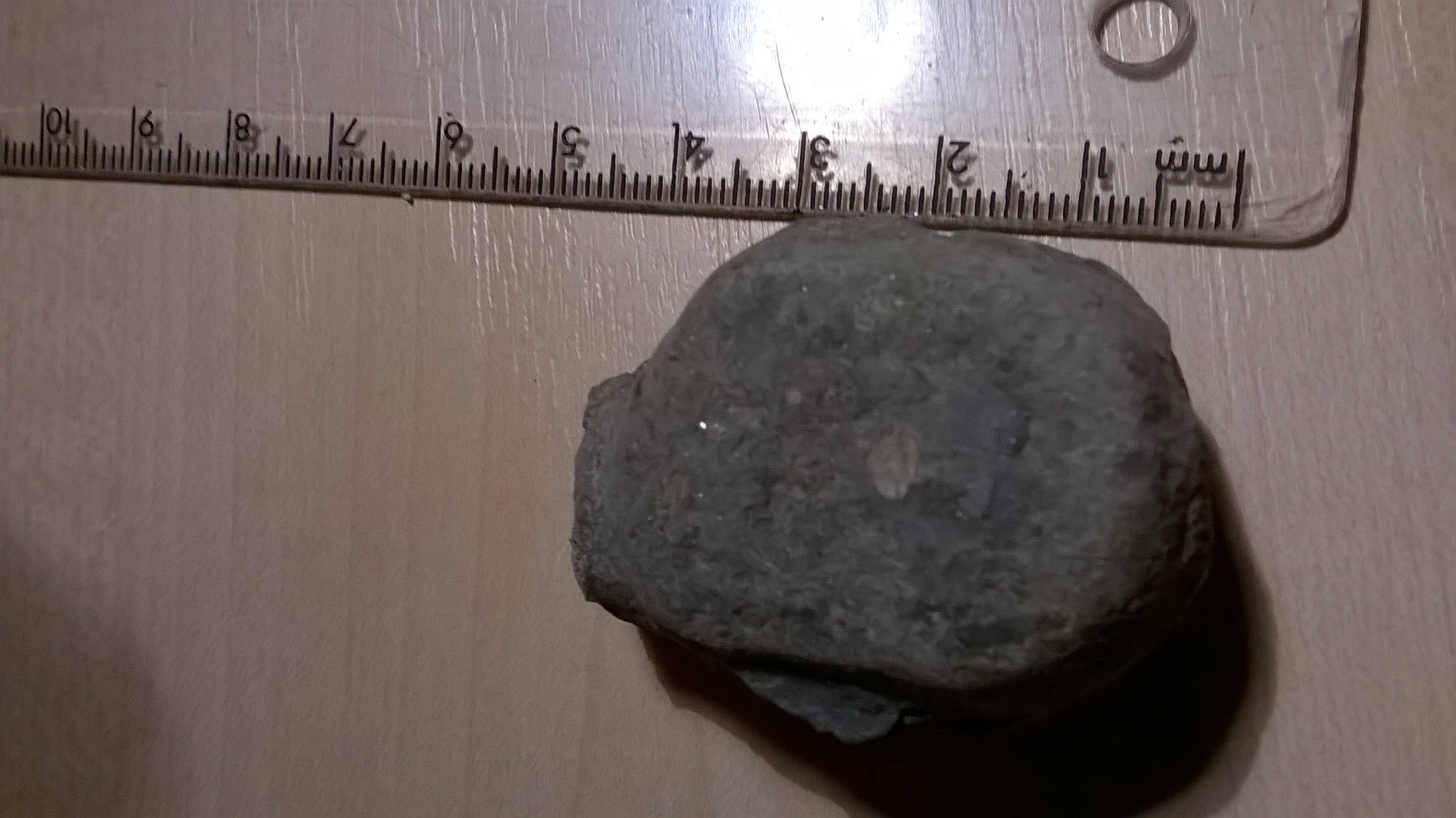 Paddle bone? - Fossil ID - The Fossil Forum