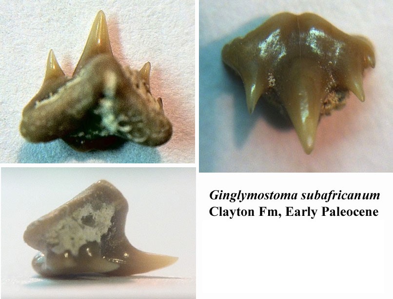 Angel Shark Teeth! - Fossil Hunting Trips - The Fossil Forum