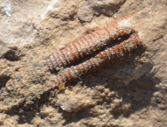 Unknown next to a Conularia - Fossil ID - The Fossil Forum