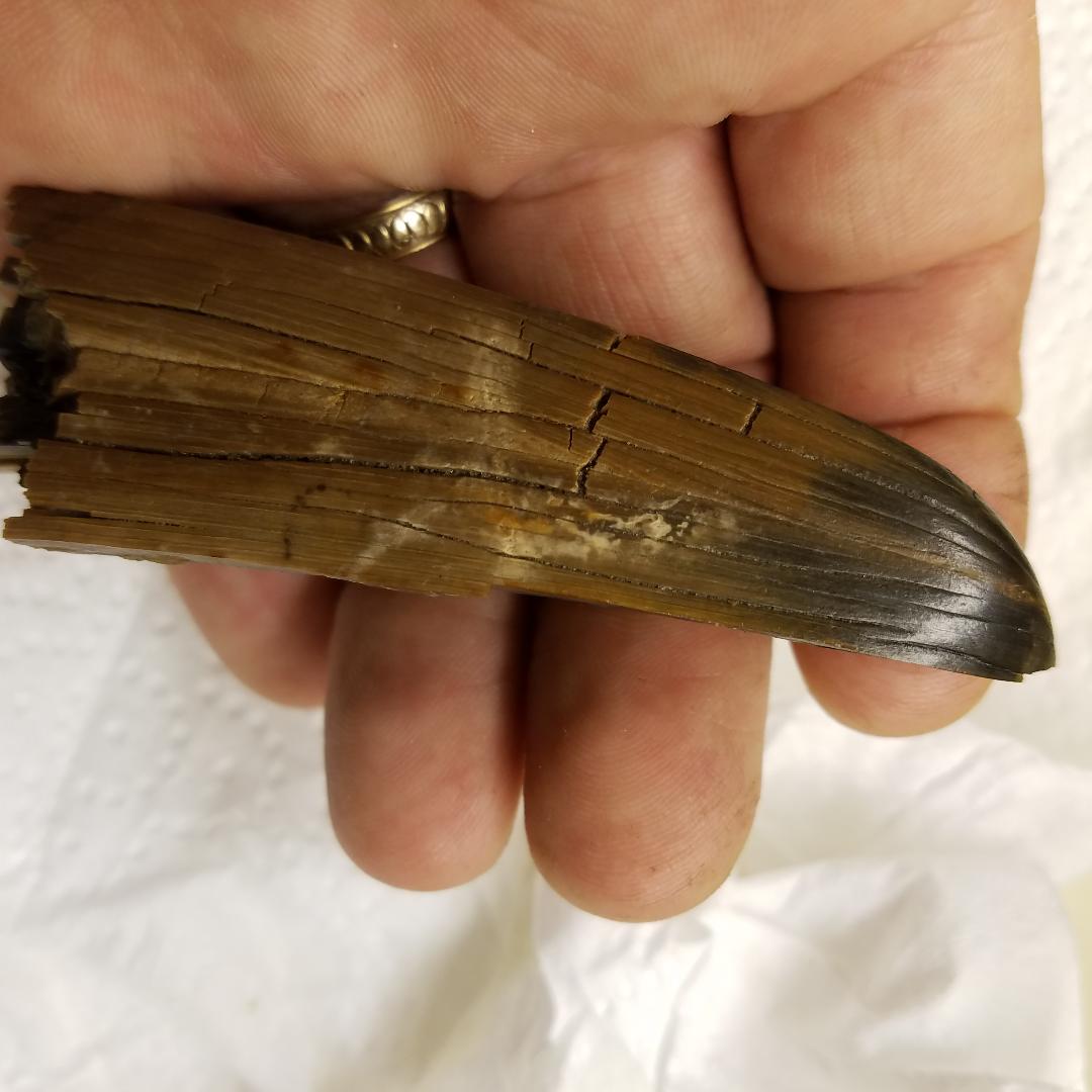 Butvar questions - Fossil Preparation - The Fossil Forum