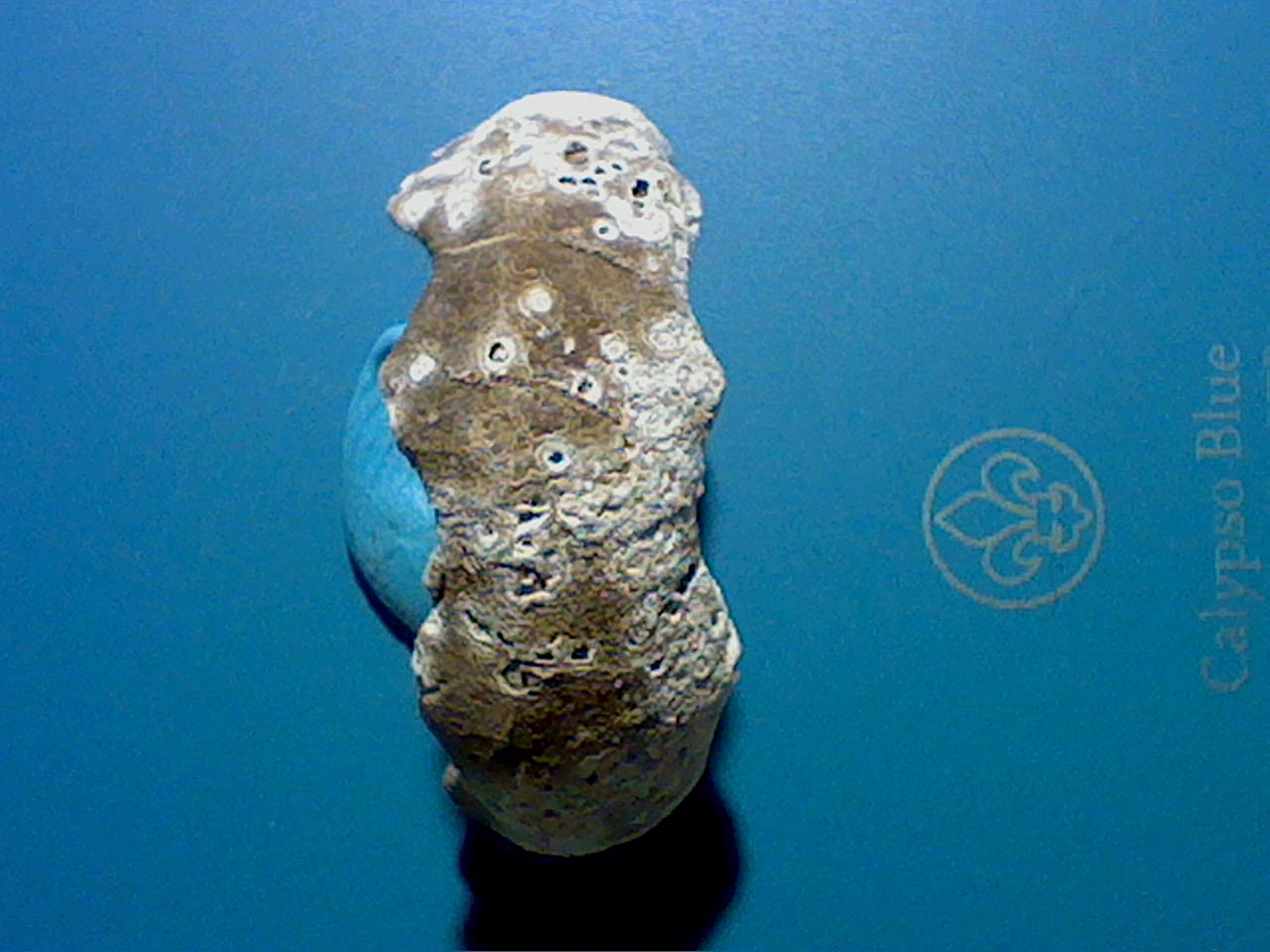 Latest finds from the Permian Ft. Apache Limestone - Straparollus ...