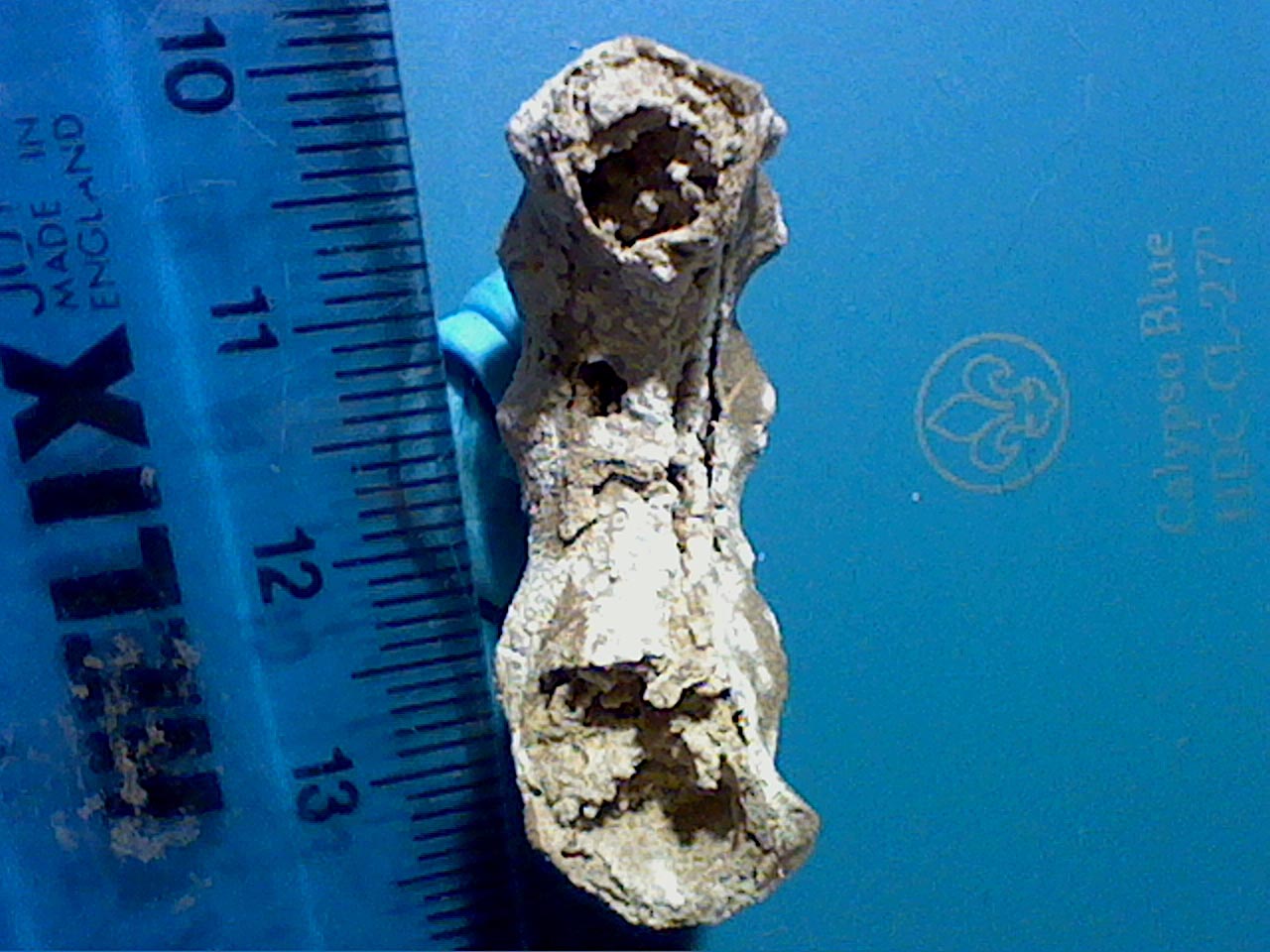 Latest finds from the Permian Ft. Apache Limestone - Straparollus ...