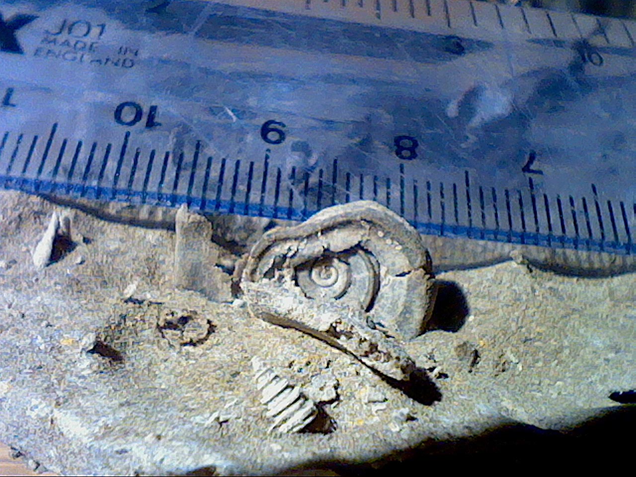 Latest finds from the Permian Ft. Apache Limestone - Straparollus ...