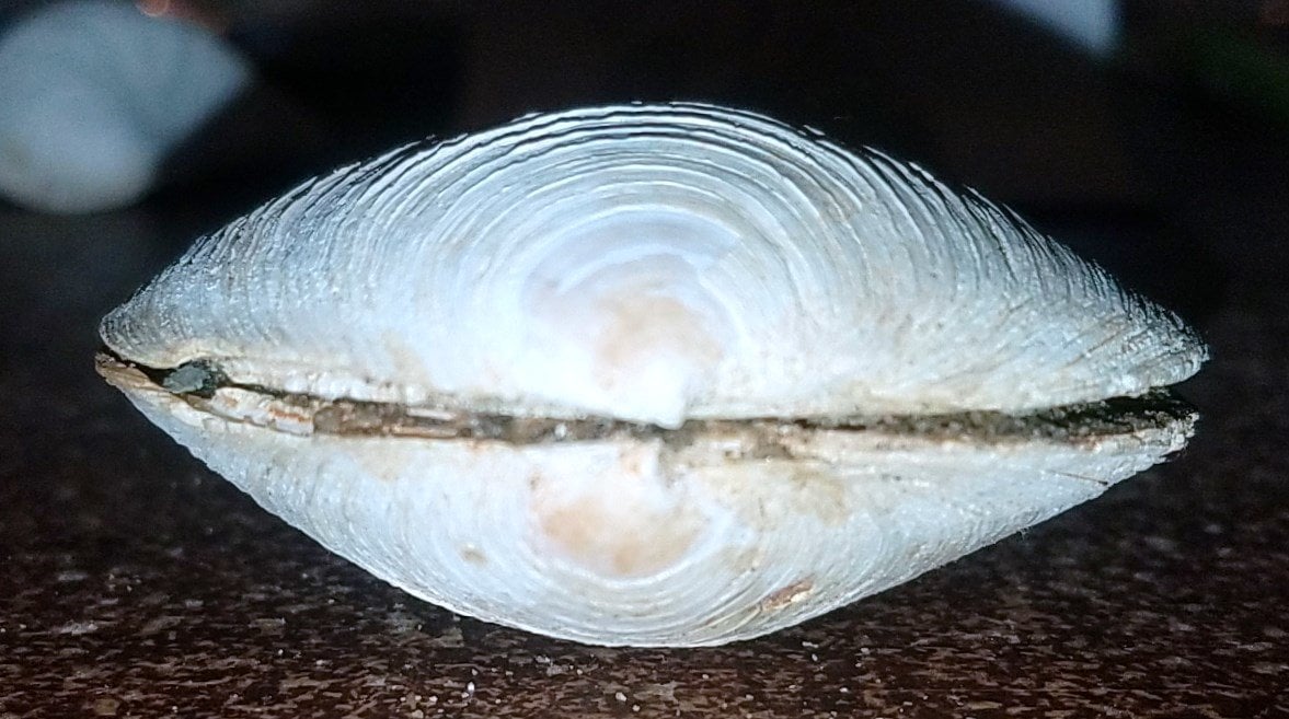 Lucinoma contracta - Bivalves - The Fossil Forum