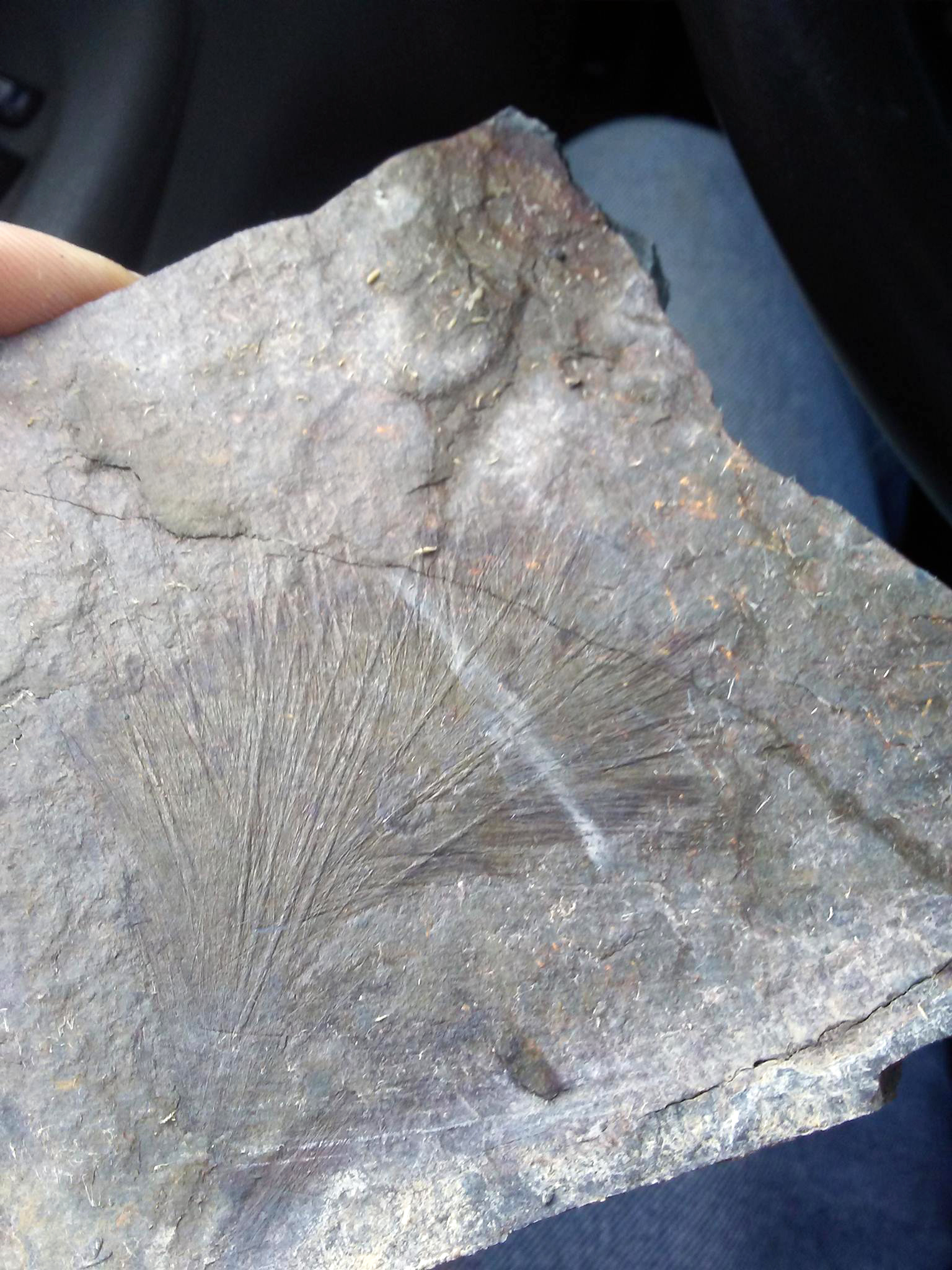 Cambrian Sponge? - Fossil ID - The Fossil Forum