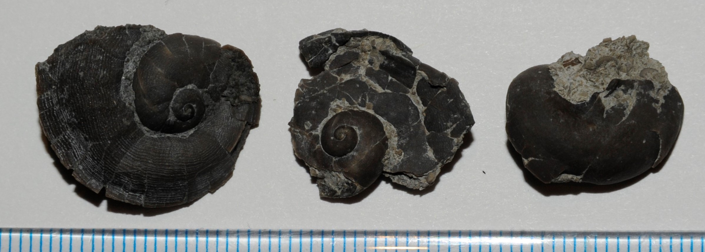 Trip to Arkona, Ontario - Fossil Hunting Trips - The Fossil Forum