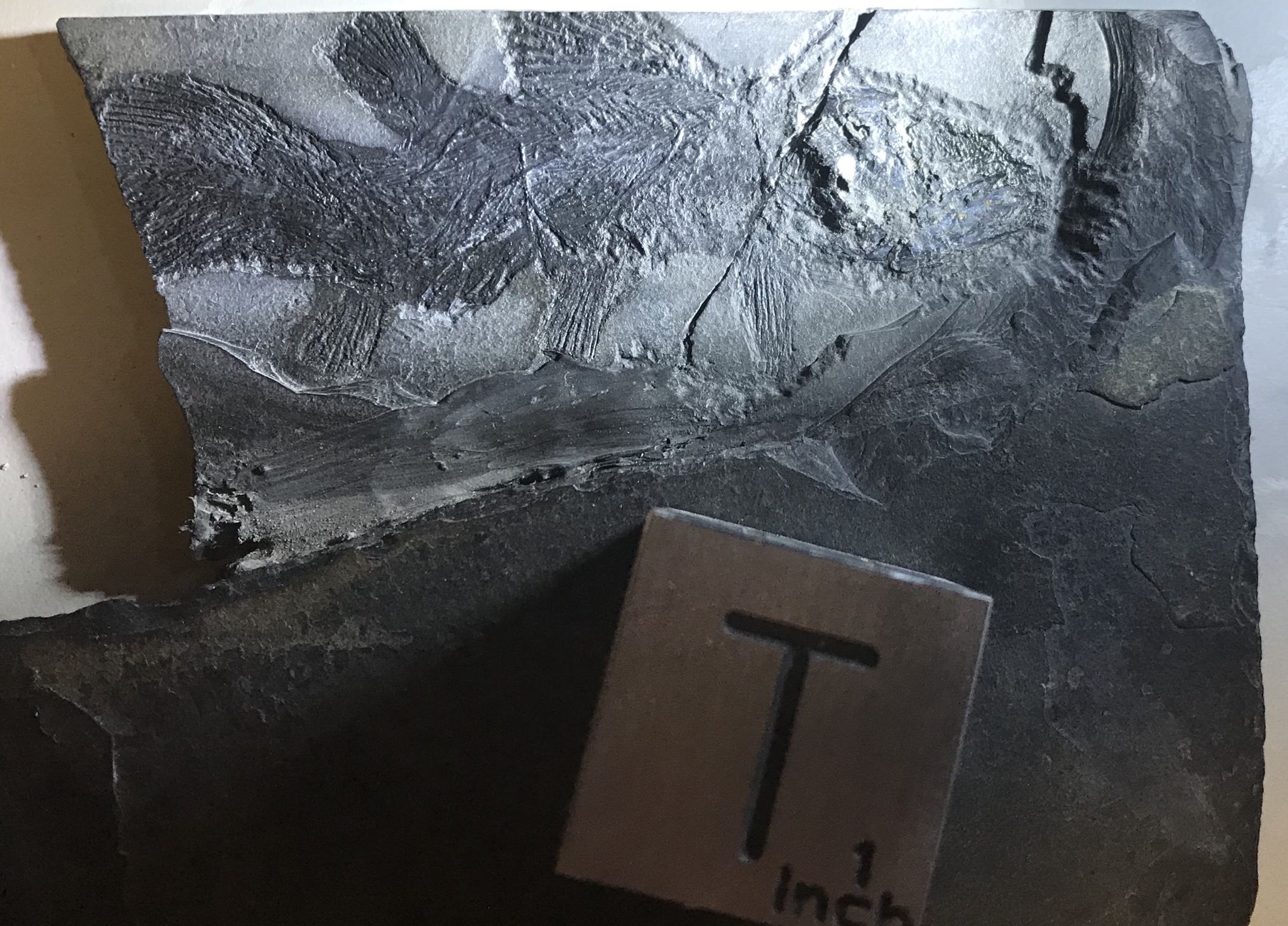 Diplurus Prep - Fossil Preparation - The Fossil Forum