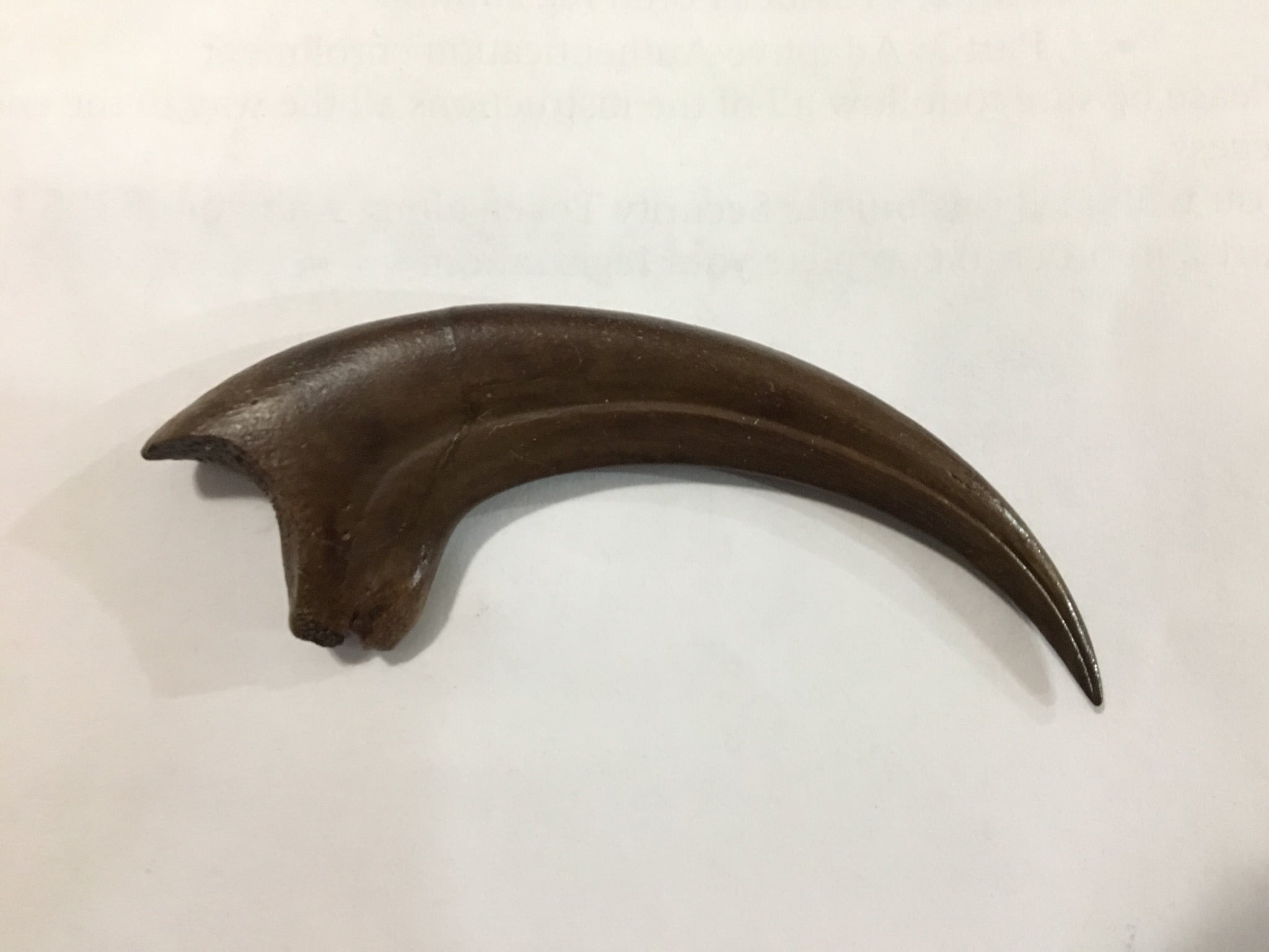 Claw back from restoration - Member Collections - The Fossil Forum
