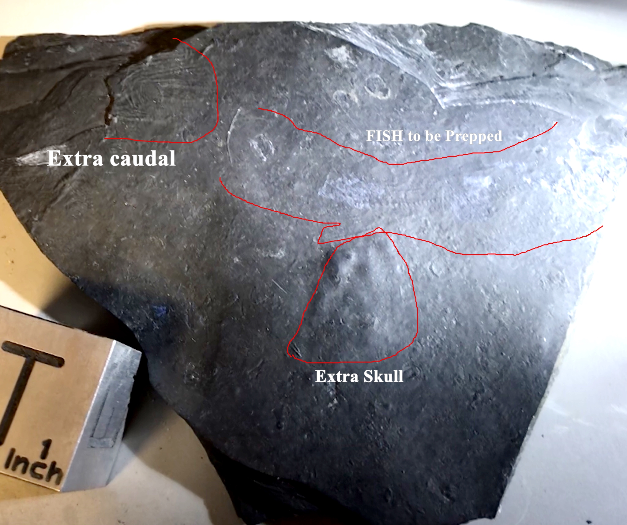 Diplurus Prep - Fossil Preparation - The Fossil Forum