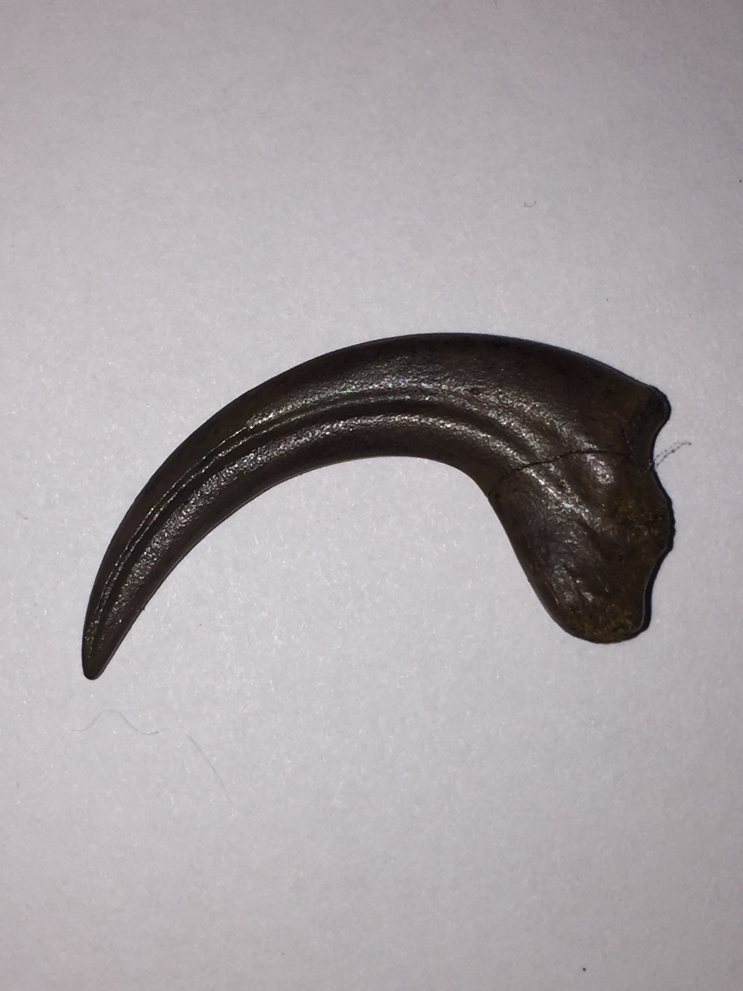 Claw back from restoration - Member Collections - The Fossil Forum