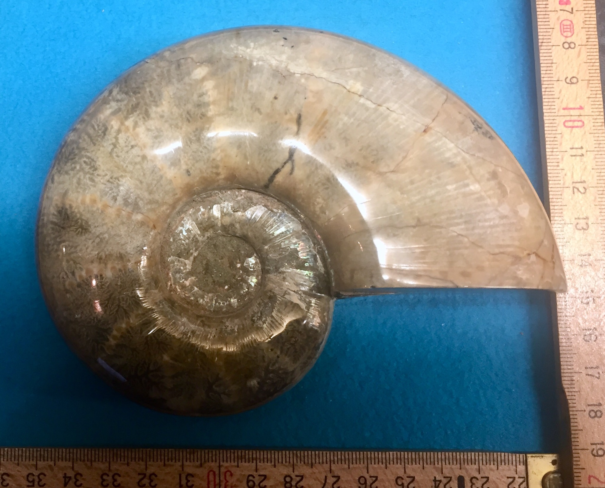 The best of my Ammonite collection - Member Collections - The Fossil Forum