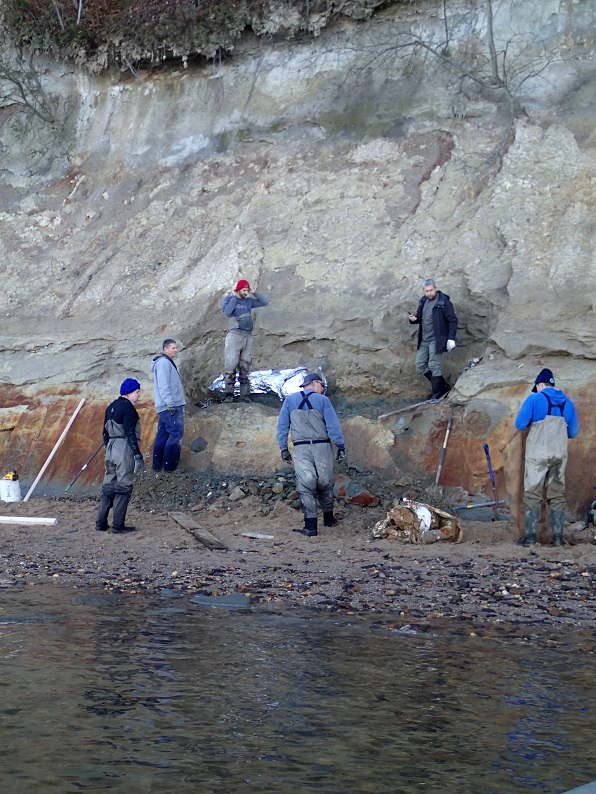 Miocene Whale Recovered From & for Display at VA State Park - Partners ...