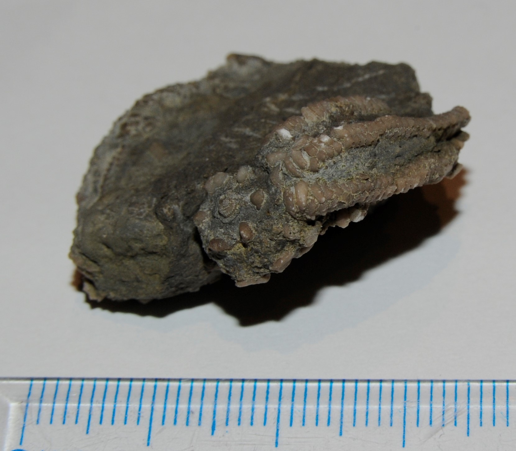 Trip to Arkona, Ontario - Fossil Hunting Trips - The Fossil Forum