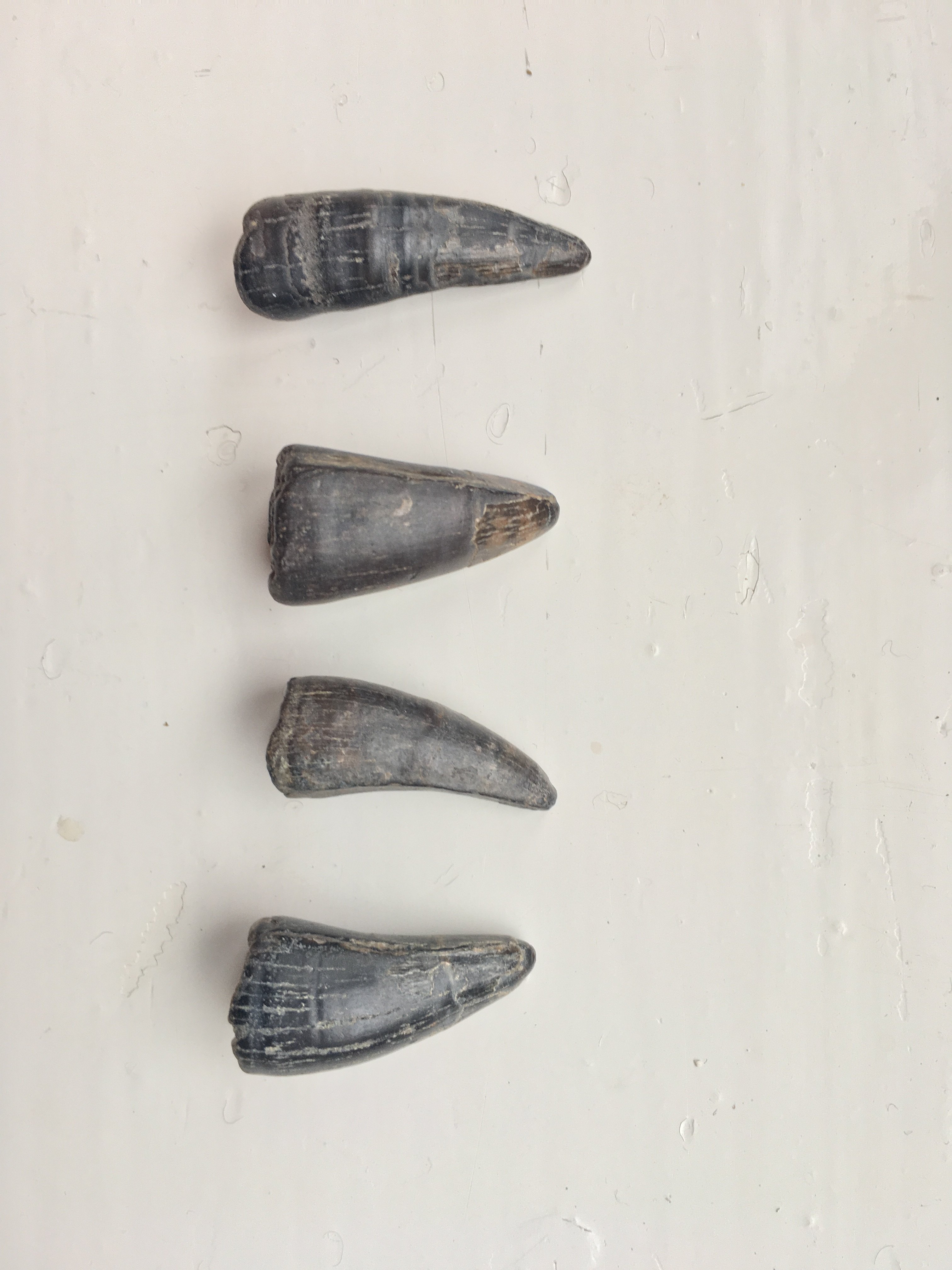 Autumn finds from Hamstead and Bouldnor - Fossil Hunting Trips - The ...
