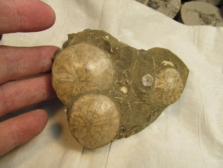 How do I preserve a sand dollar fossil found at a beach? - General ...