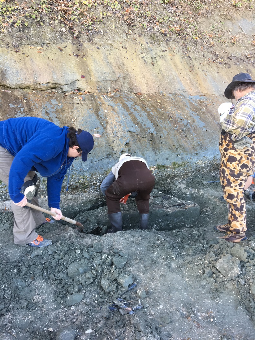 Whale skull extraction video - Calvert Cliffs - Fossil Hunting Trips ...