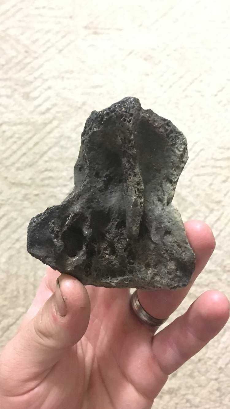 Odd shaped bone? - Fossil ID - The Fossil Forum