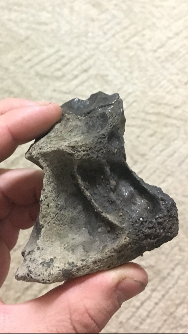 Odd shaped bone? - Fossil ID - The Fossil Forum