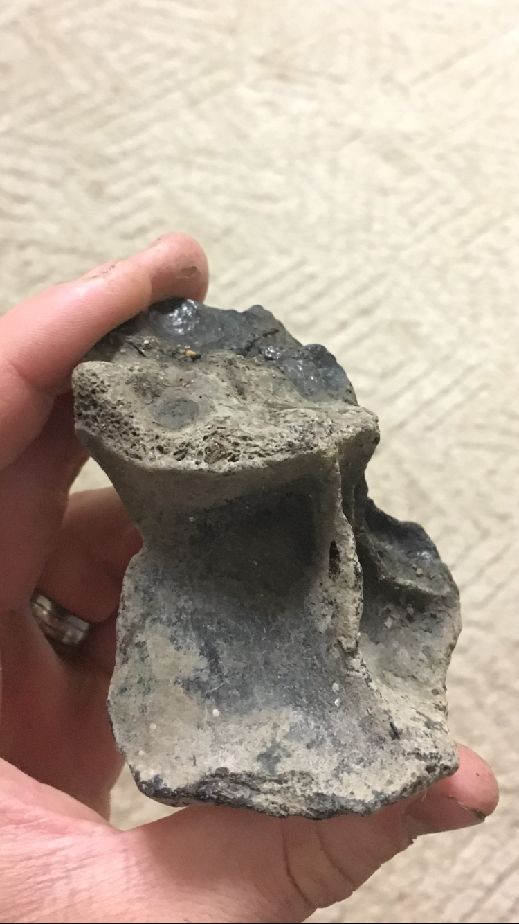 Odd shaped bone? - Fossil ID - The Fossil Forum