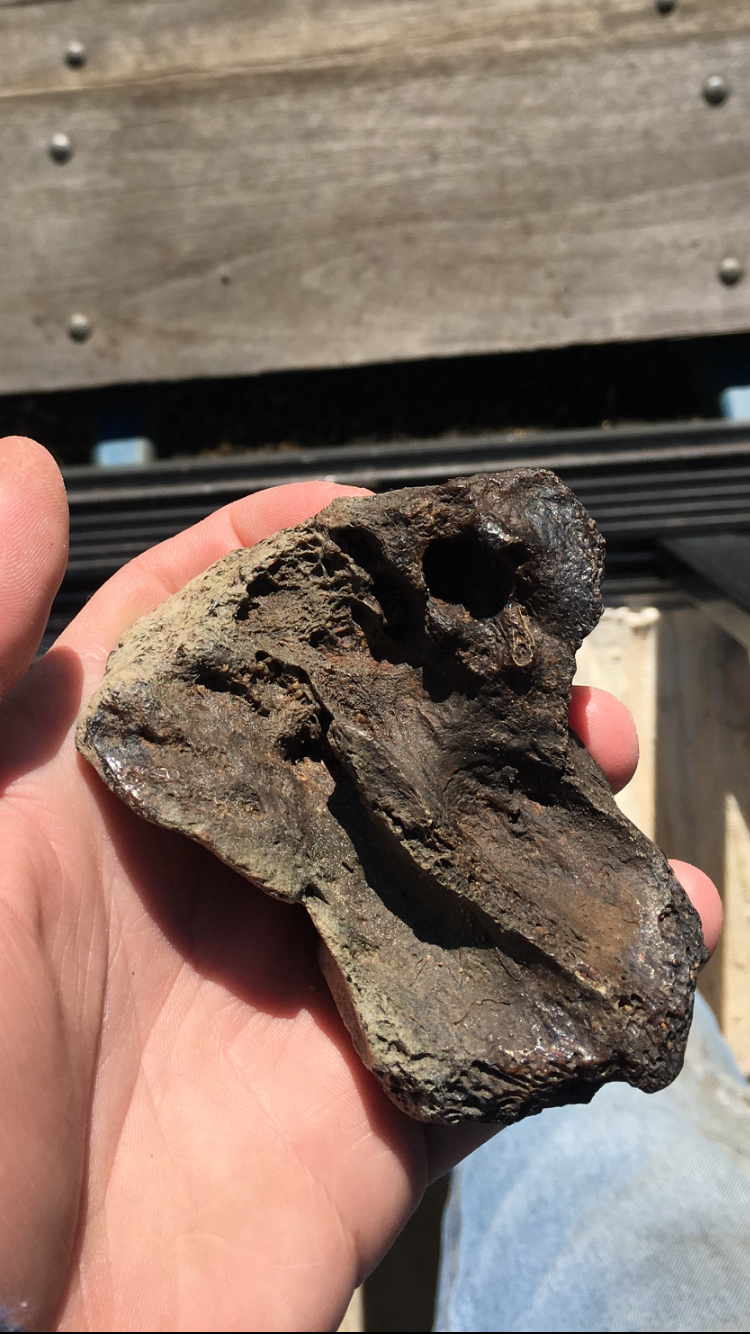 Odd shaped bone? - Fossil ID - The Fossil Forum