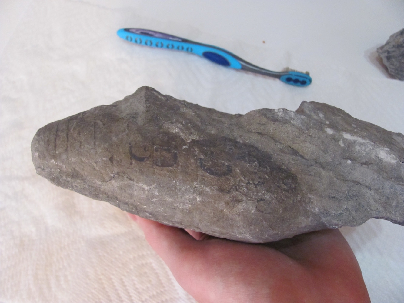 Iowa Quarry - Fossil Hunting Trips - The Fossil Forum