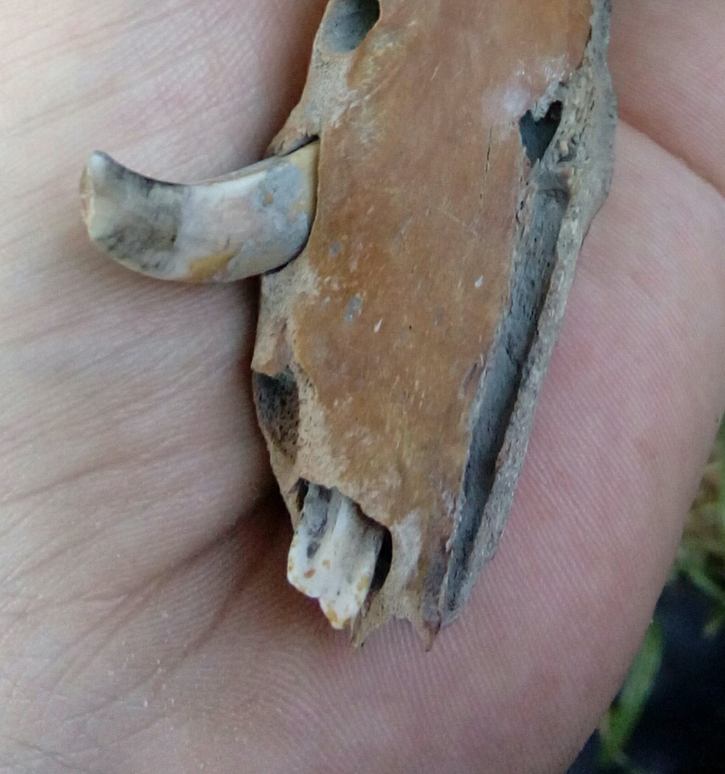 Sus scrofa jaw from Pleistocene Russia. - Member Collections - The ...