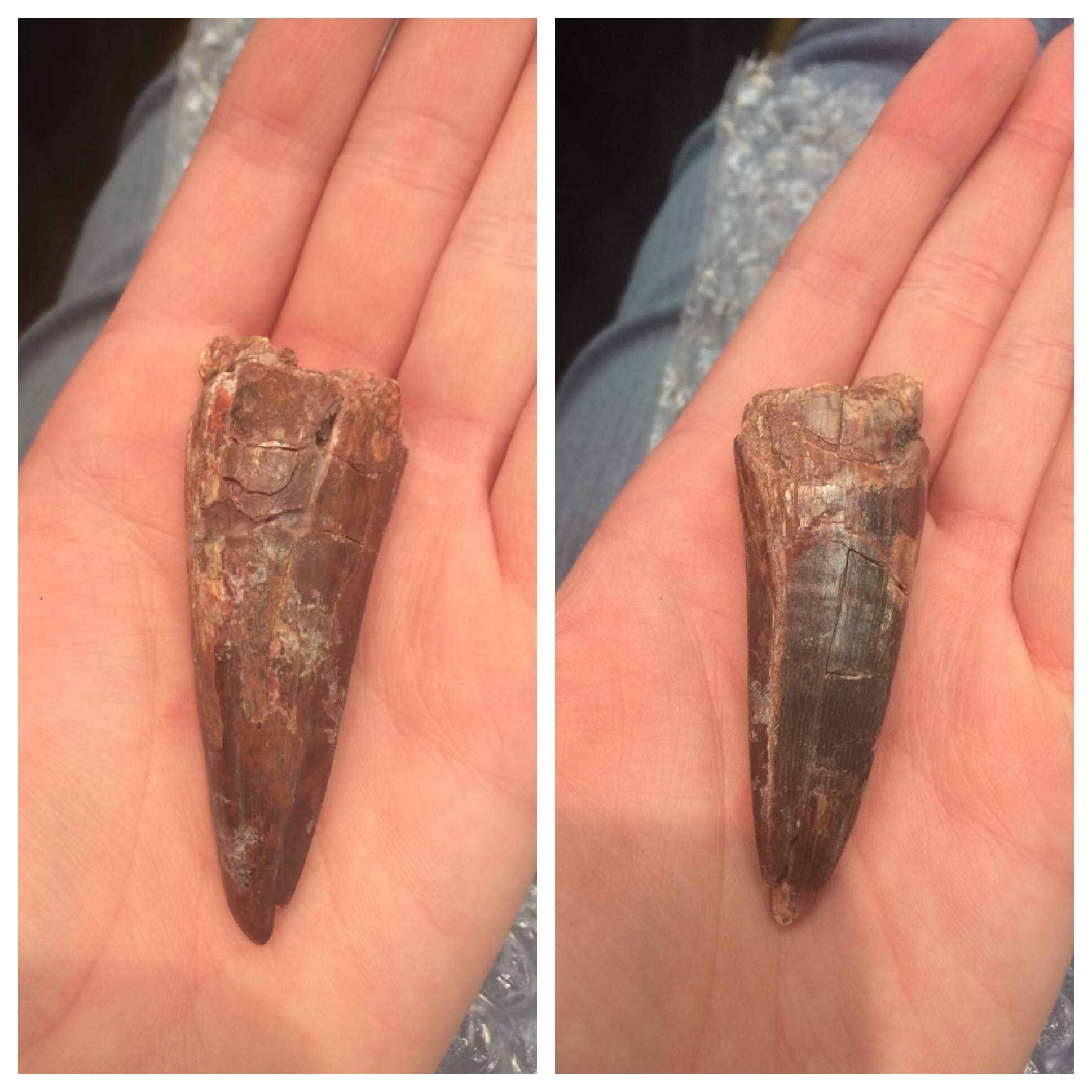 North Texas Teeth - Fossil ID - The Fossil Forum