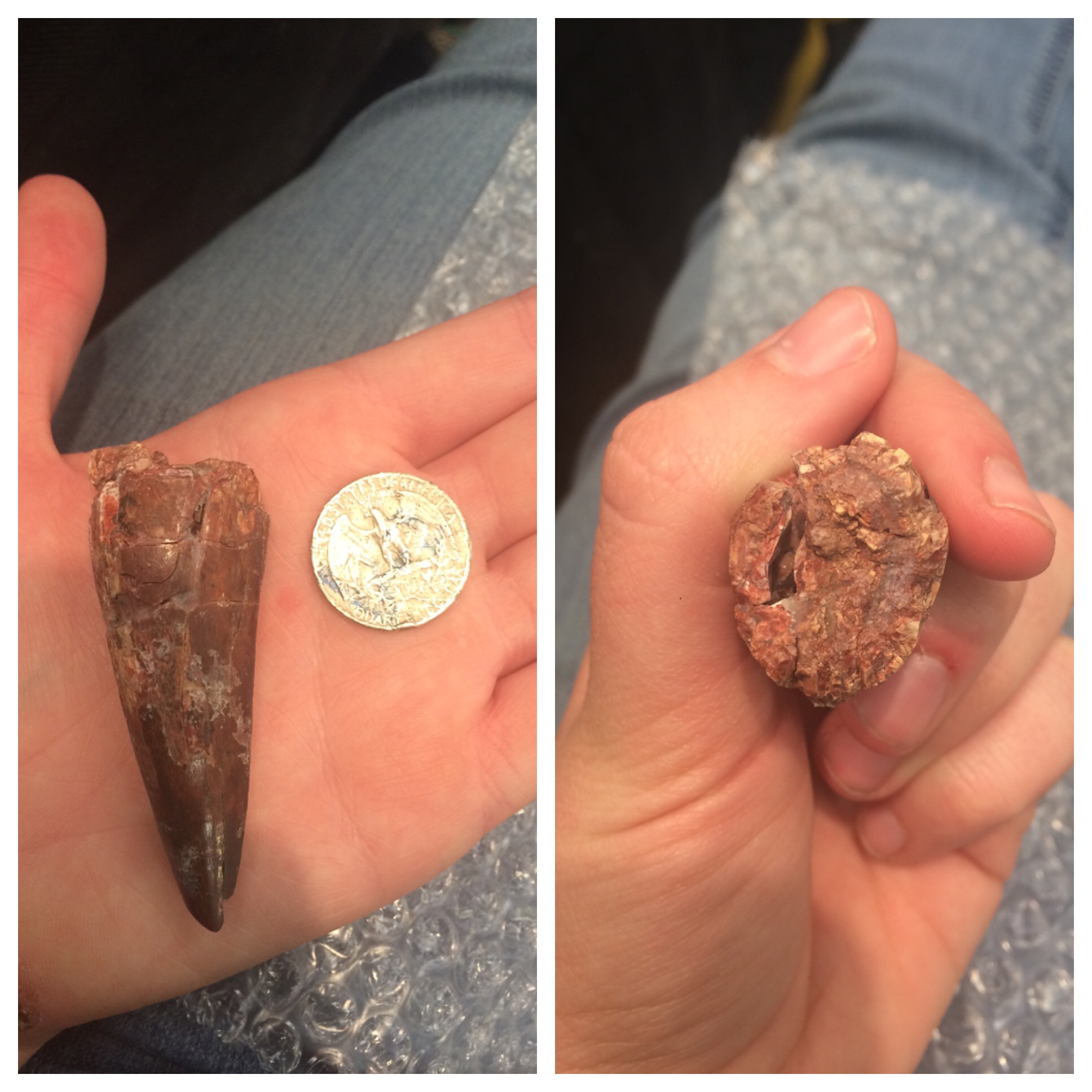 North Texas Teeth - Fossil ID - The Fossil Forum