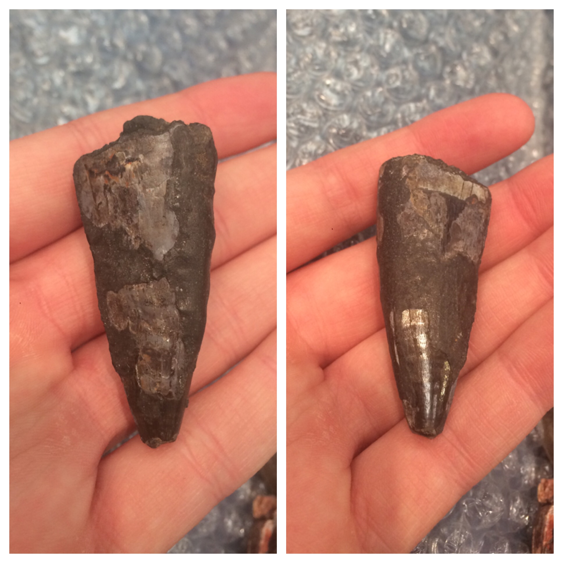 North Texas Teeth - Fossil ID - The Fossil Forum