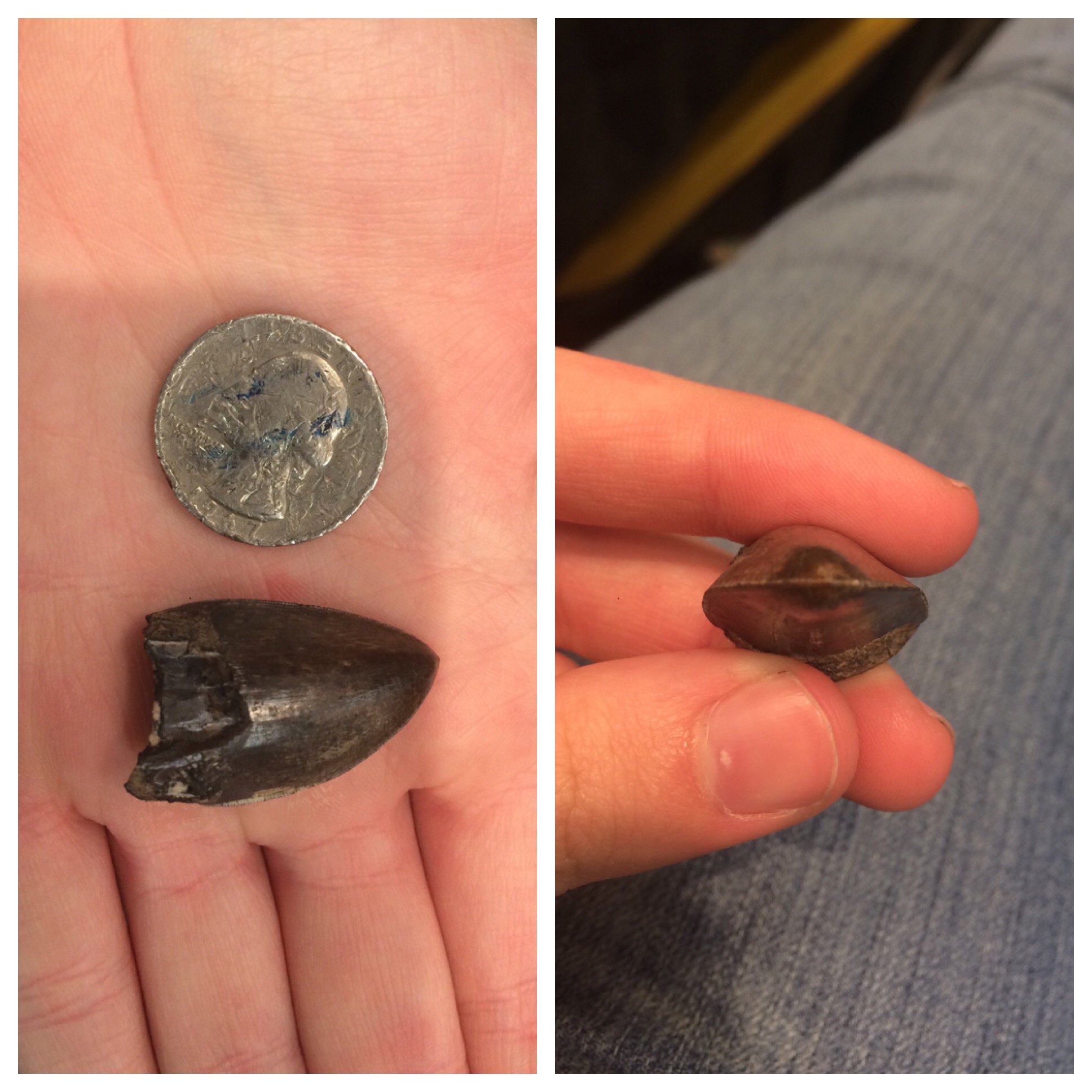 North Texas Teeth - Fossil ID - The Fossil Forum