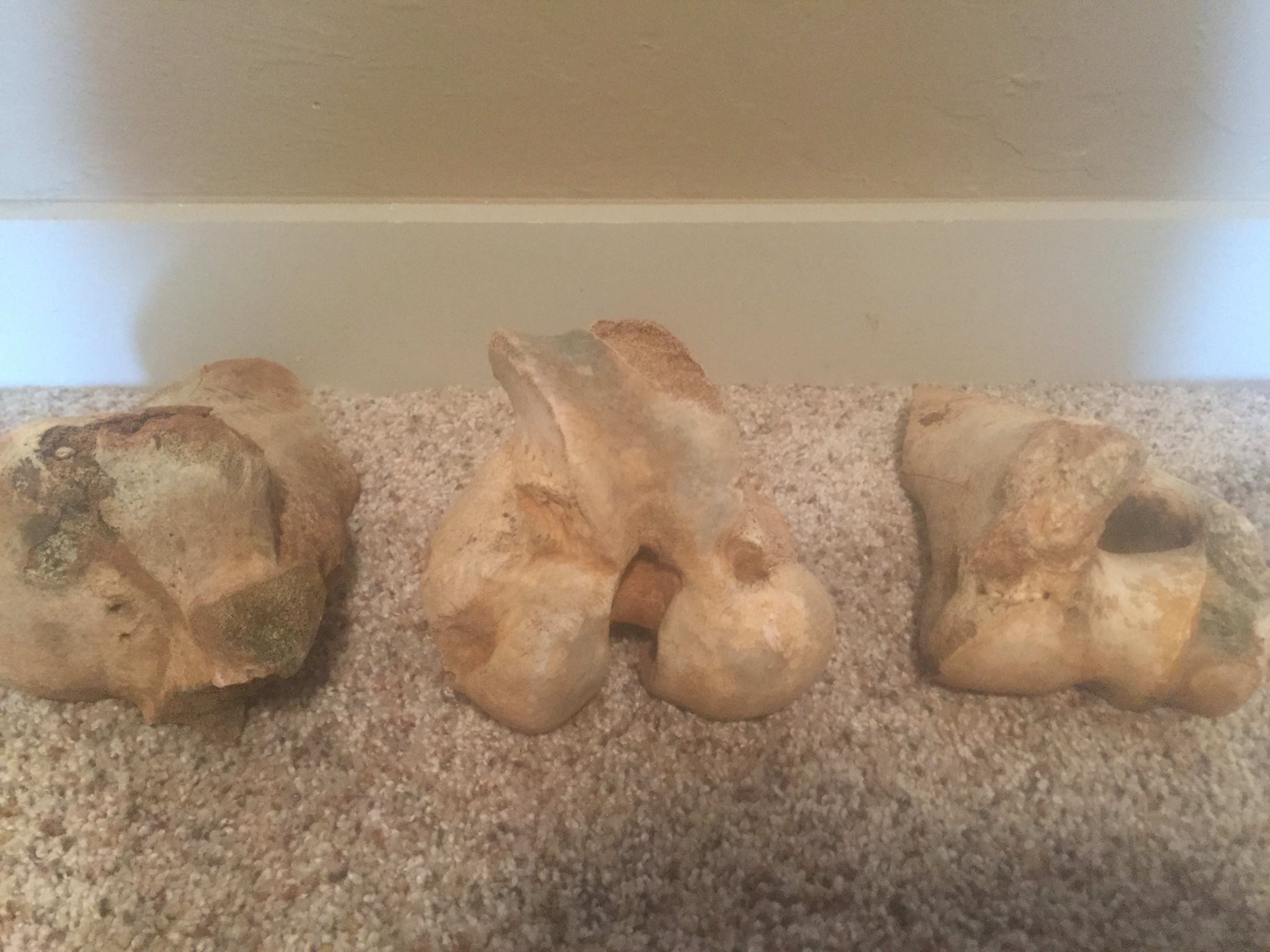 Leg bone - Fossil ID - The Fossil Forum