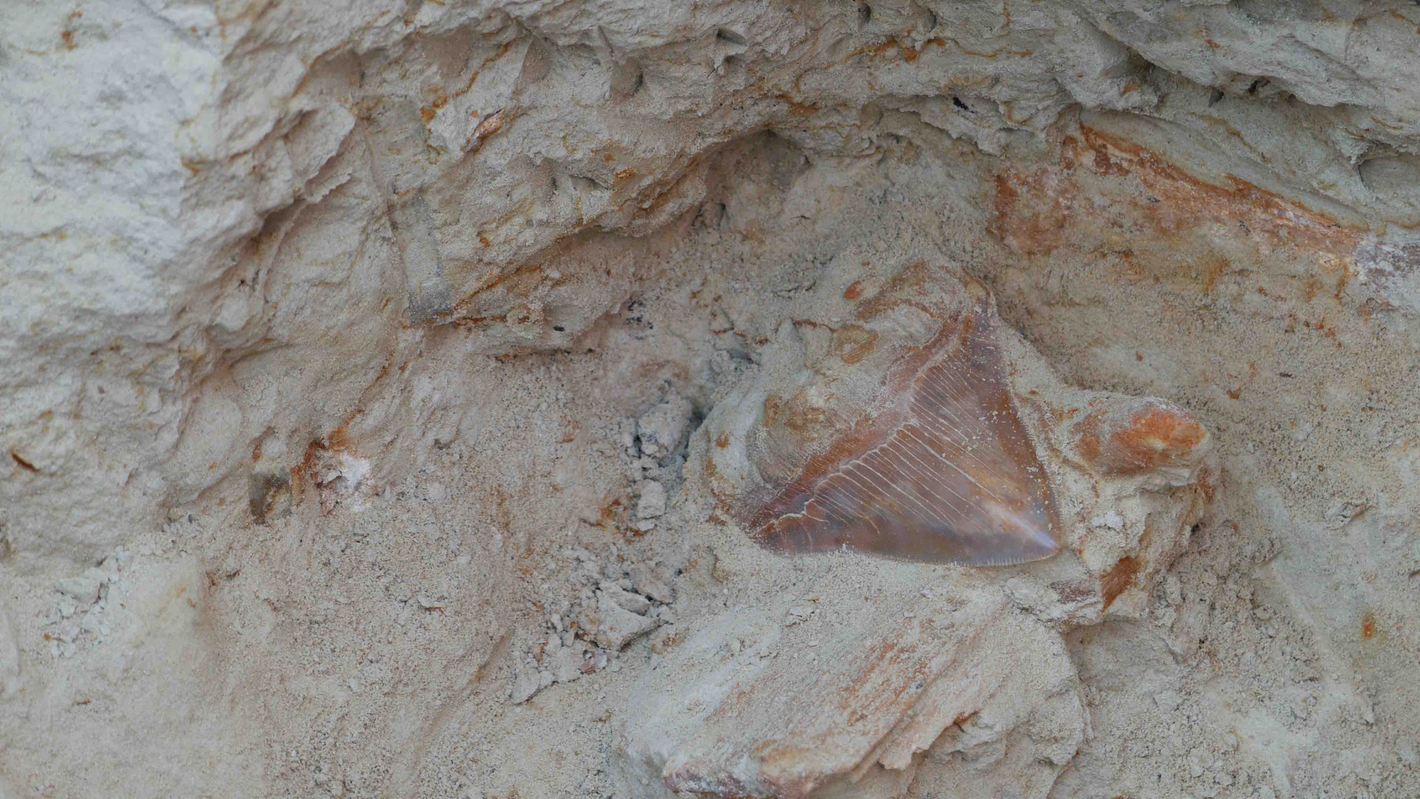 My first giant Meg - Fossil Hunting Trips - The Fossil Forum
