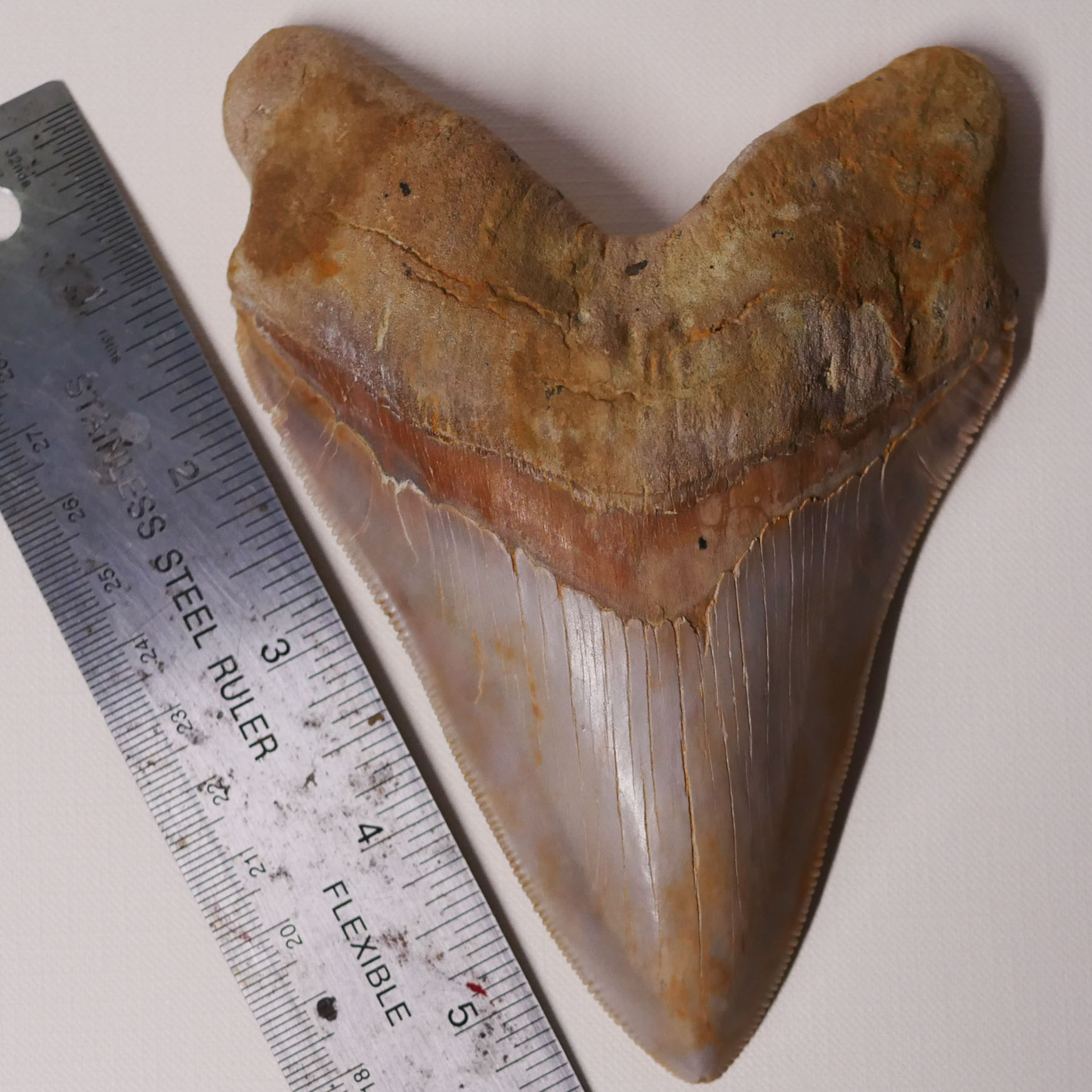 My first giant Meg - Fossil Hunting Trips - The Fossil Forum