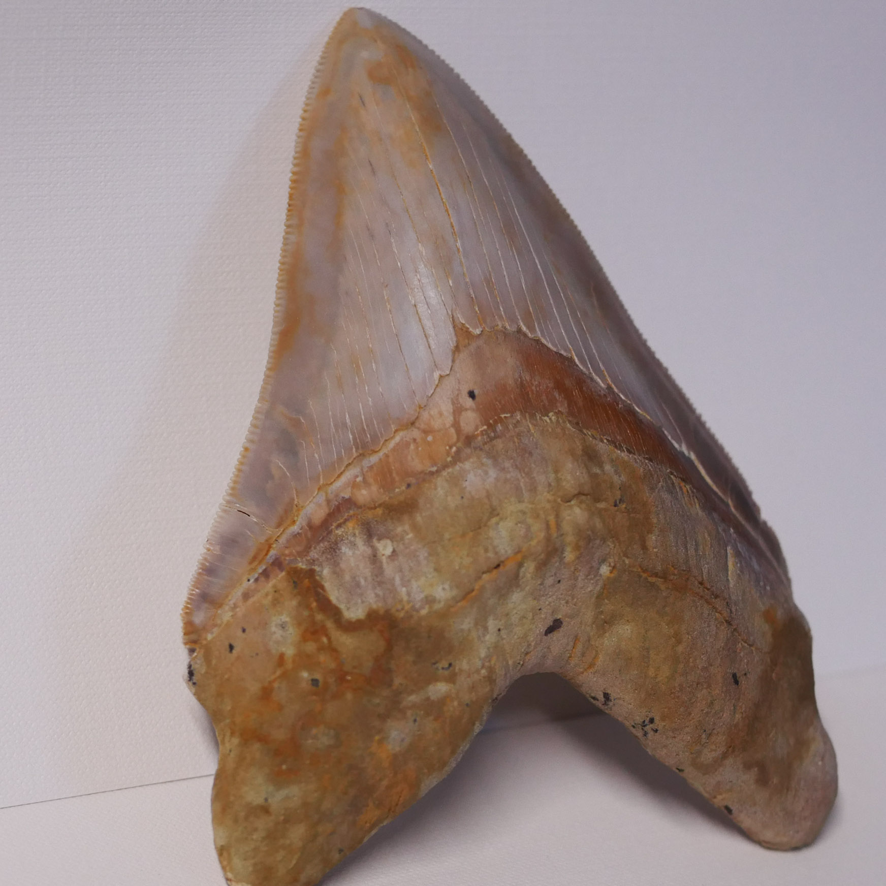 My first giant Meg - Fossil Hunting Trips - The Fossil Forum