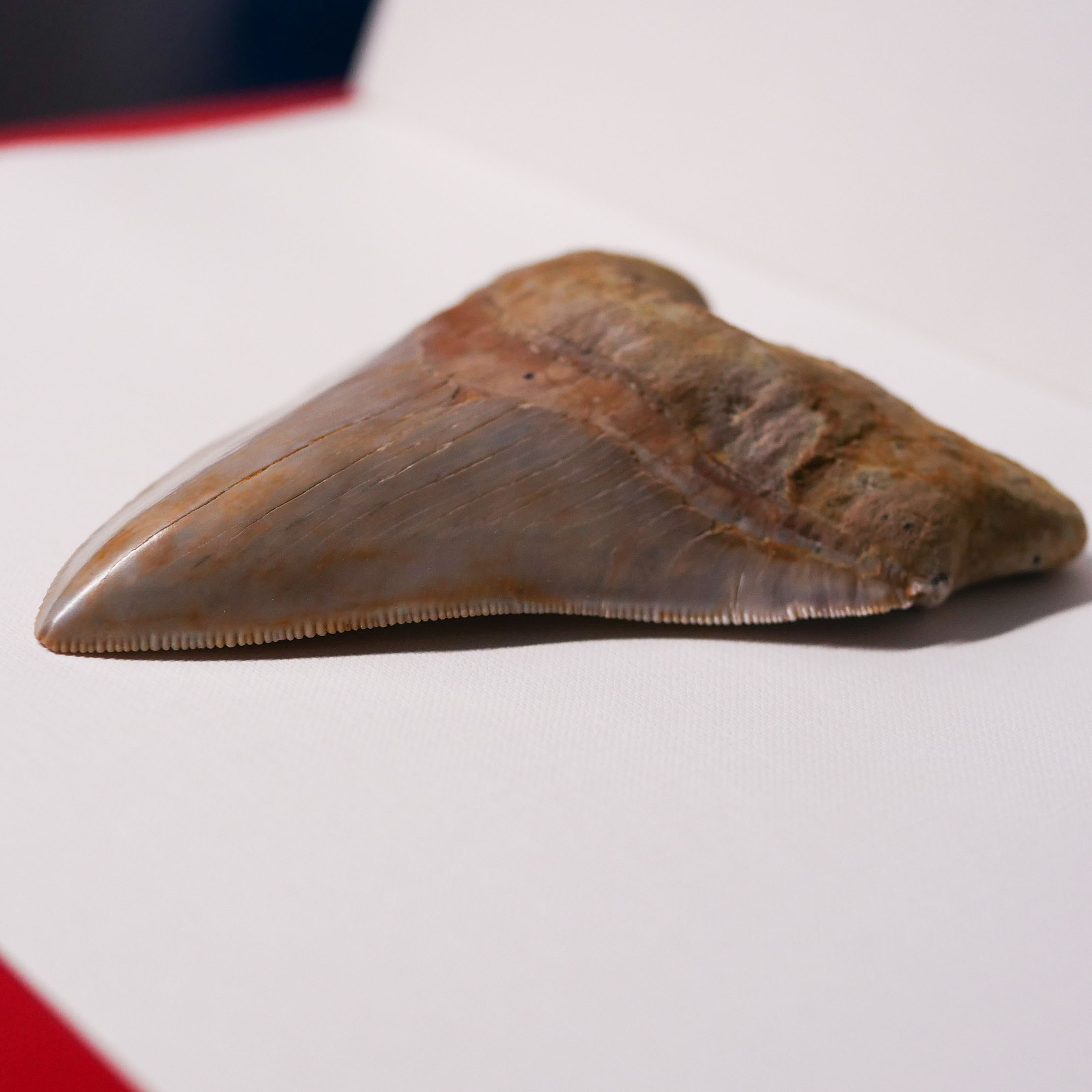 My first giant Meg - Fossil Hunting Trips - The Fossil Forum