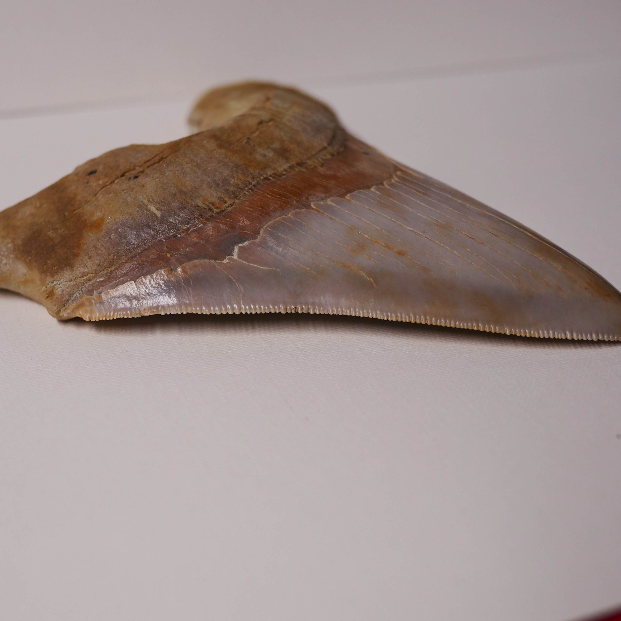 My first giant Meg - Fossil Hunting Trips - The Fossil Forum