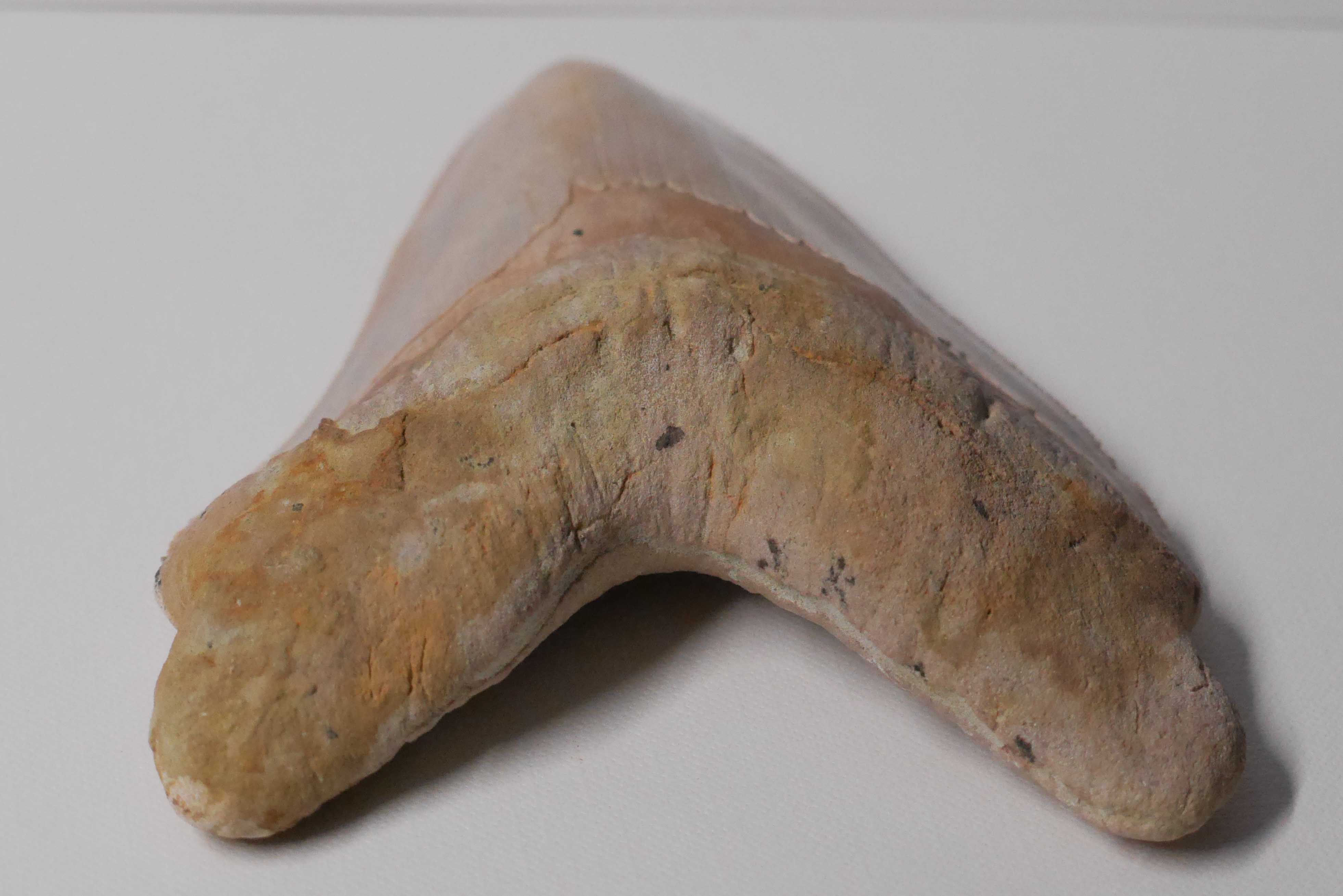 My first giant Meg - Fossil Hunting Trips - The Fossil Forum