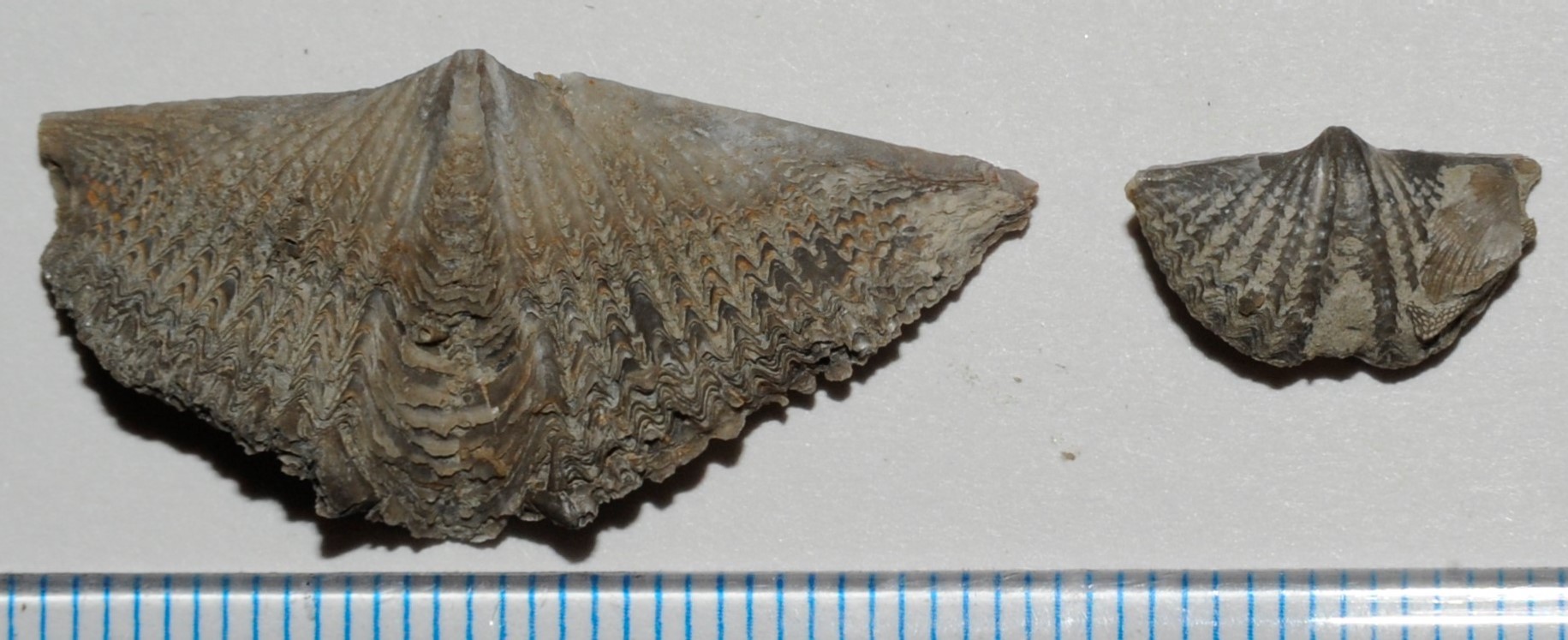 Trip to Arkona, Ontario - Fossil Hunting Trips - The Fossil Forum